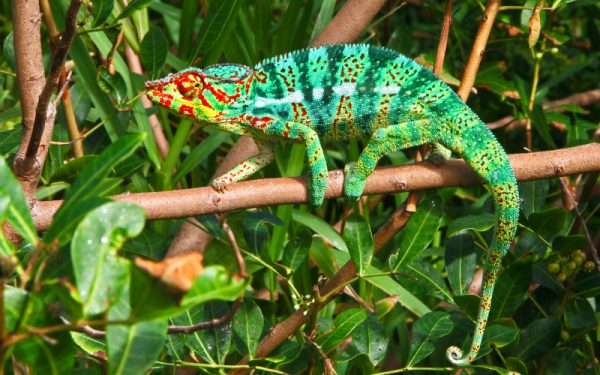 Le caméléon 'endormi' - Ile de la Réunion