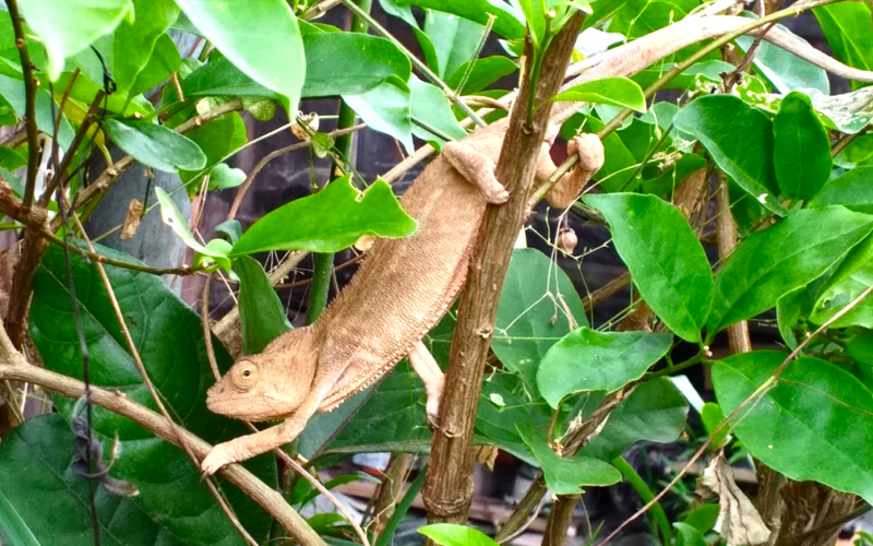 Le caméléon 'endormi' - Ile de la Réunion