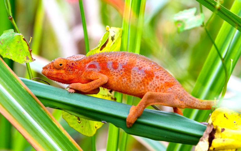 Le caméléon 'endormi' - Ile de la Réunion