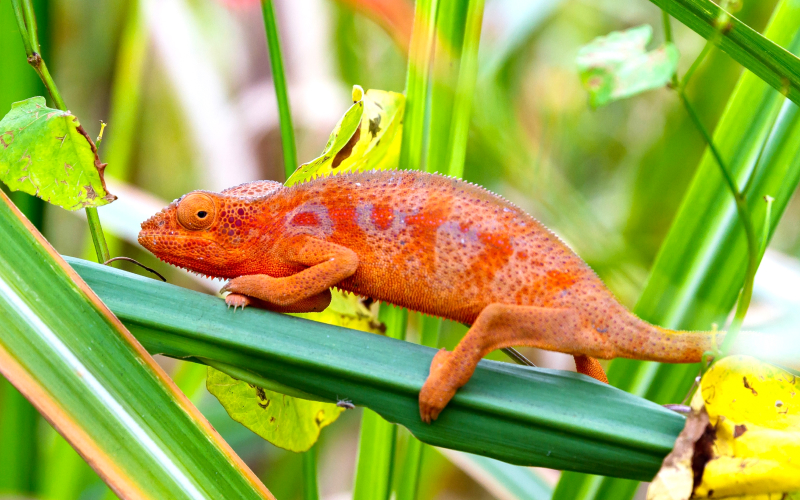 Le caméléon 'endormi' - Ile de la Réunion