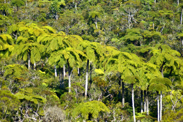 Voyage à la Reunion - 6 bonnes raisons e visiter la Réunion - Ile de la ...