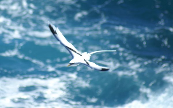 Le vol gracieux du Paille en queue - Ile de la Réunion