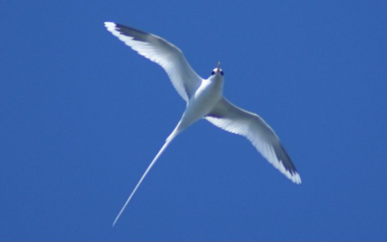 Le vol gracieux du Paille en queue - Ile de la Réunion