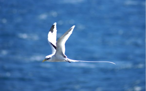 Le vol gracieux du Paille en queue - Ile de la Réunion