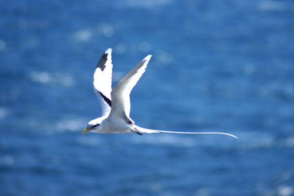 Le vol gracieux du Paille en queue - Ile de la Réunion