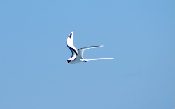 Le vol gracieux du Paille en queue - Ile de la Réunion