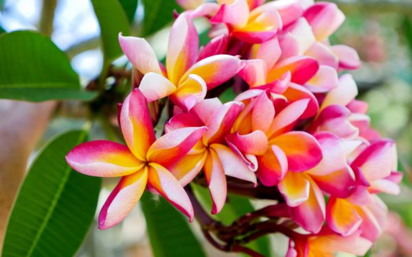 Le frangipanier - Ile de la Réunion