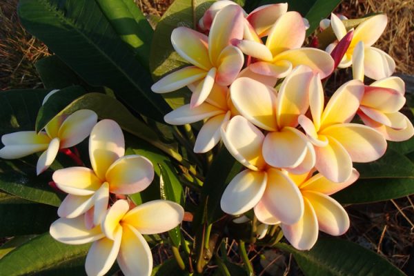 Le frangipanier - Ile de la Réunion