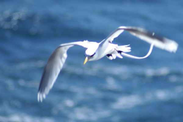 Le vol gracieux du Paille en queue - Ile de la Réunion
